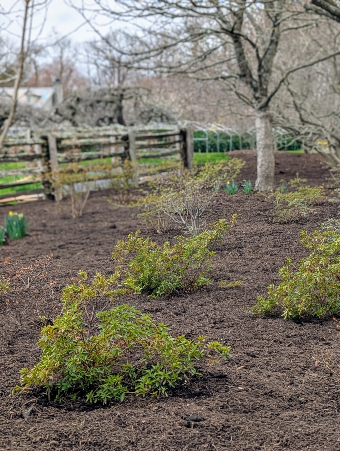 Planting Azaleas - The Martha Stewart Blog