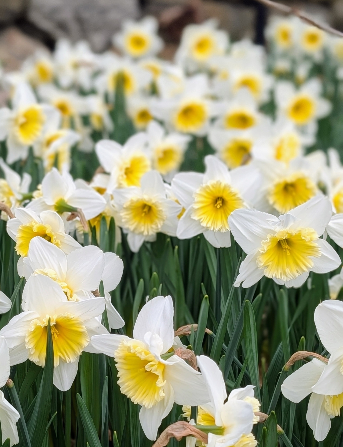 My Daffodils - The Martha Stewart Blog