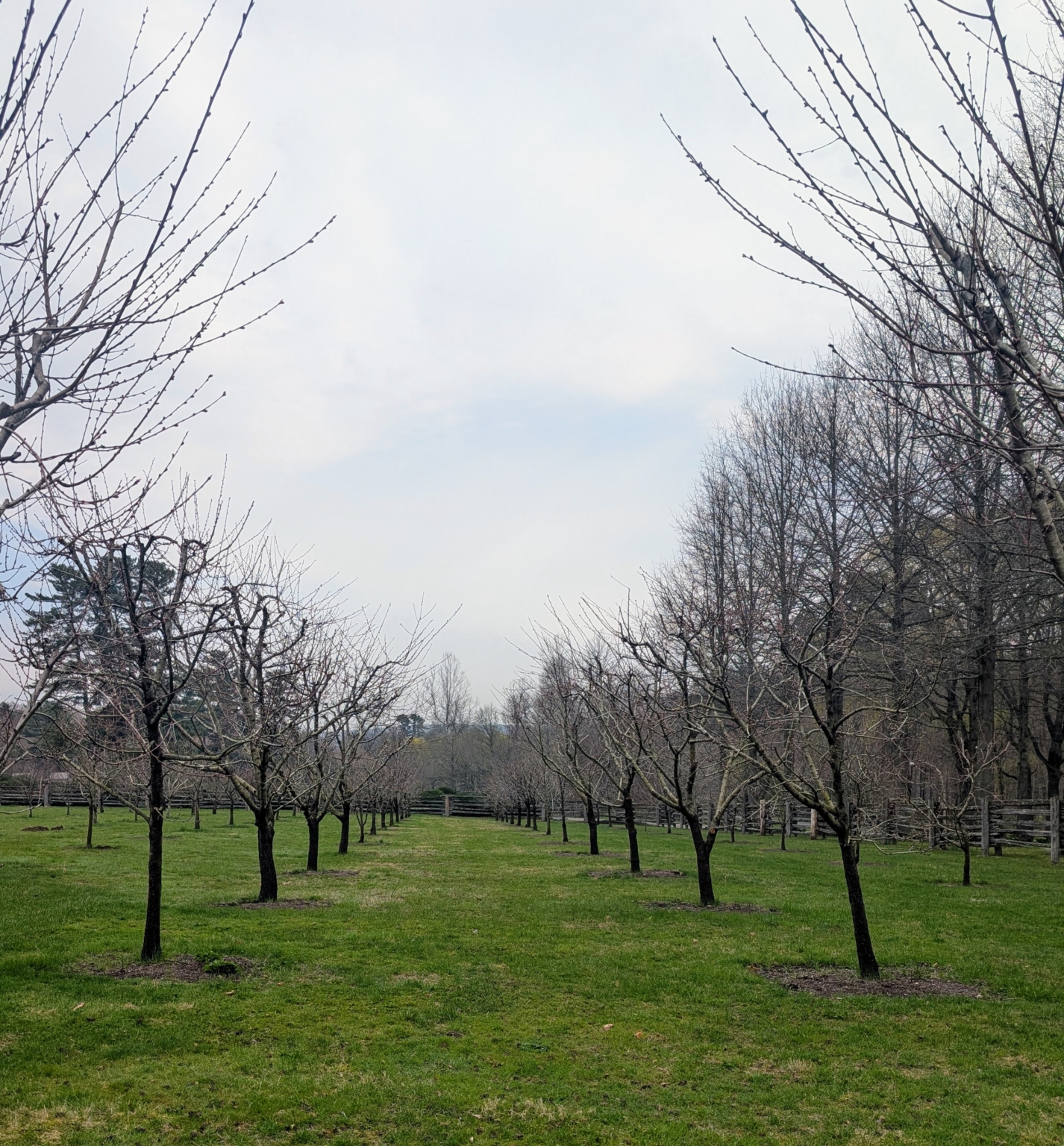 Planting Fruit Trees in My Orchard - The Martha Stewart Blog