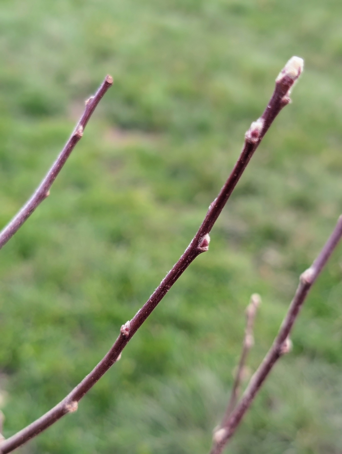 The Martha Stewart Blog : Blog Archive Planting Fruit Trees in My ...