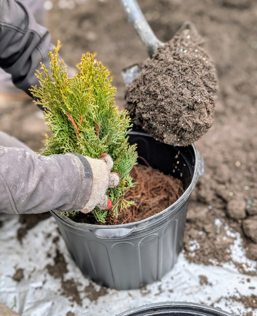 The Martha Stewart Blog : Blog Archive Potting Up More Bare-Roots - The ...