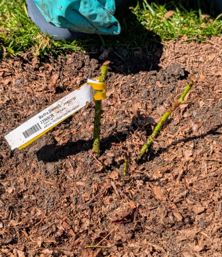 The Martha Stewart Hybrid Tea Rose at the NYBG - The Martha Stewart Blog