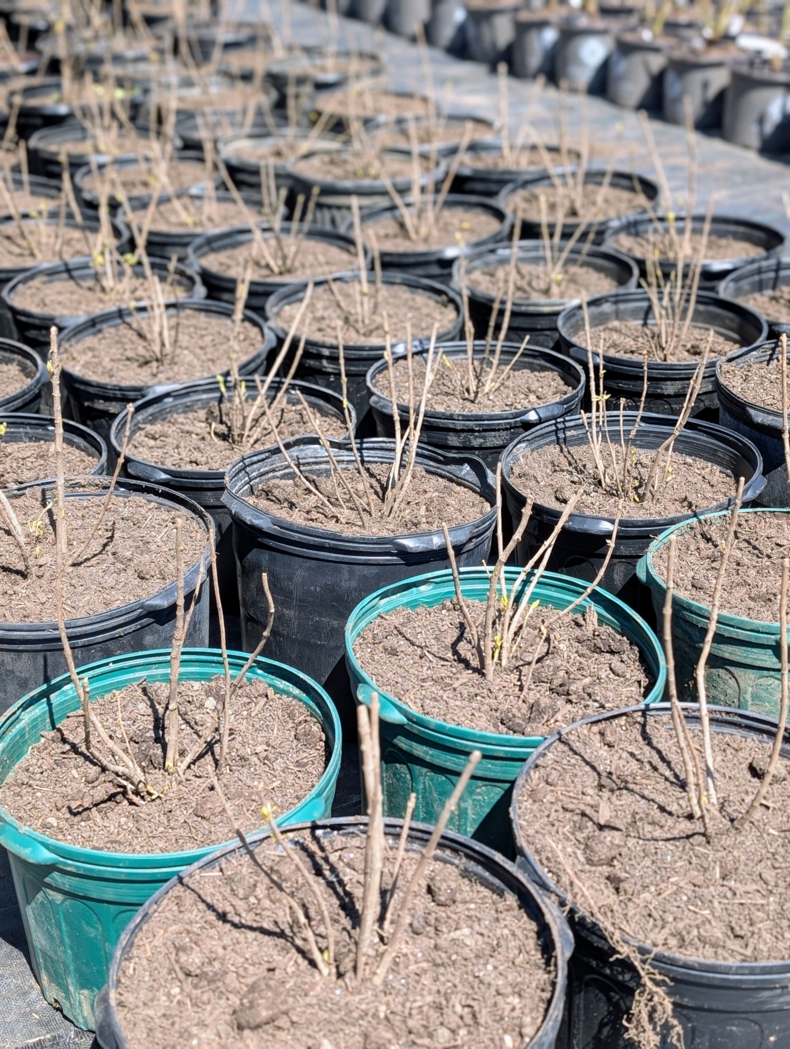 Potting Up Hundreds of Bare-Root Roses - The Martha Stewart Blog