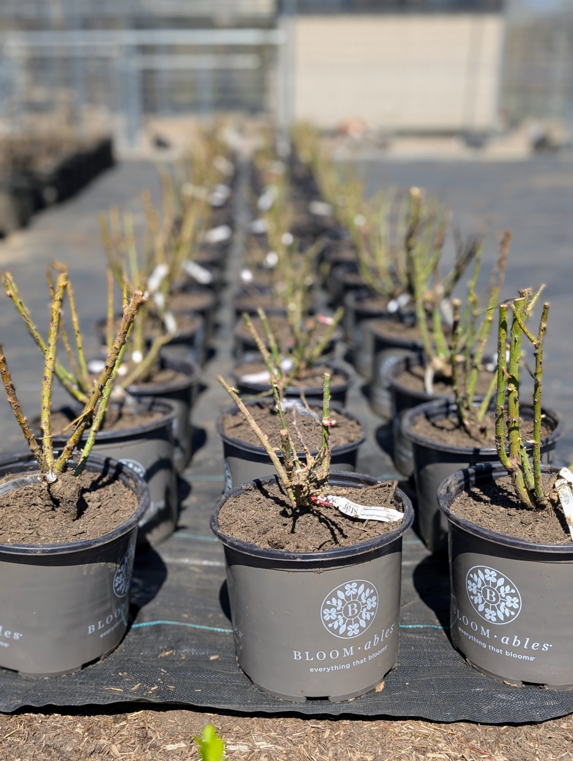 Potting Up Hundreds of Bare-Root Roses - The Martha Stewart Blog