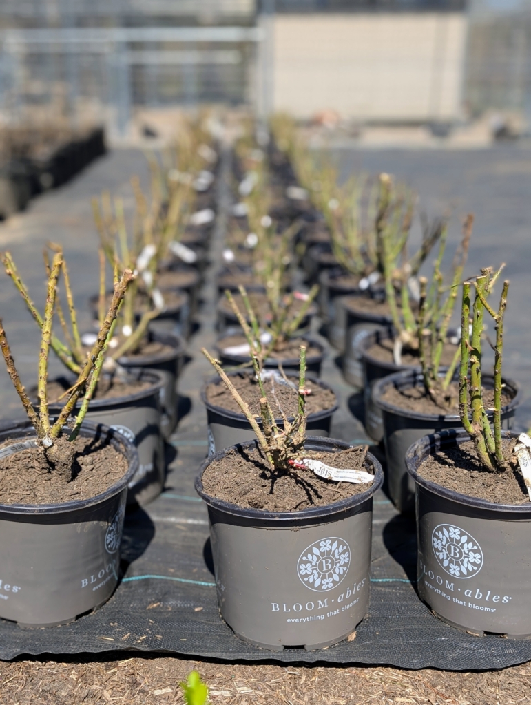 Potting Up Hundreds of Bare-Root Roses - The Martha Stewart Blog