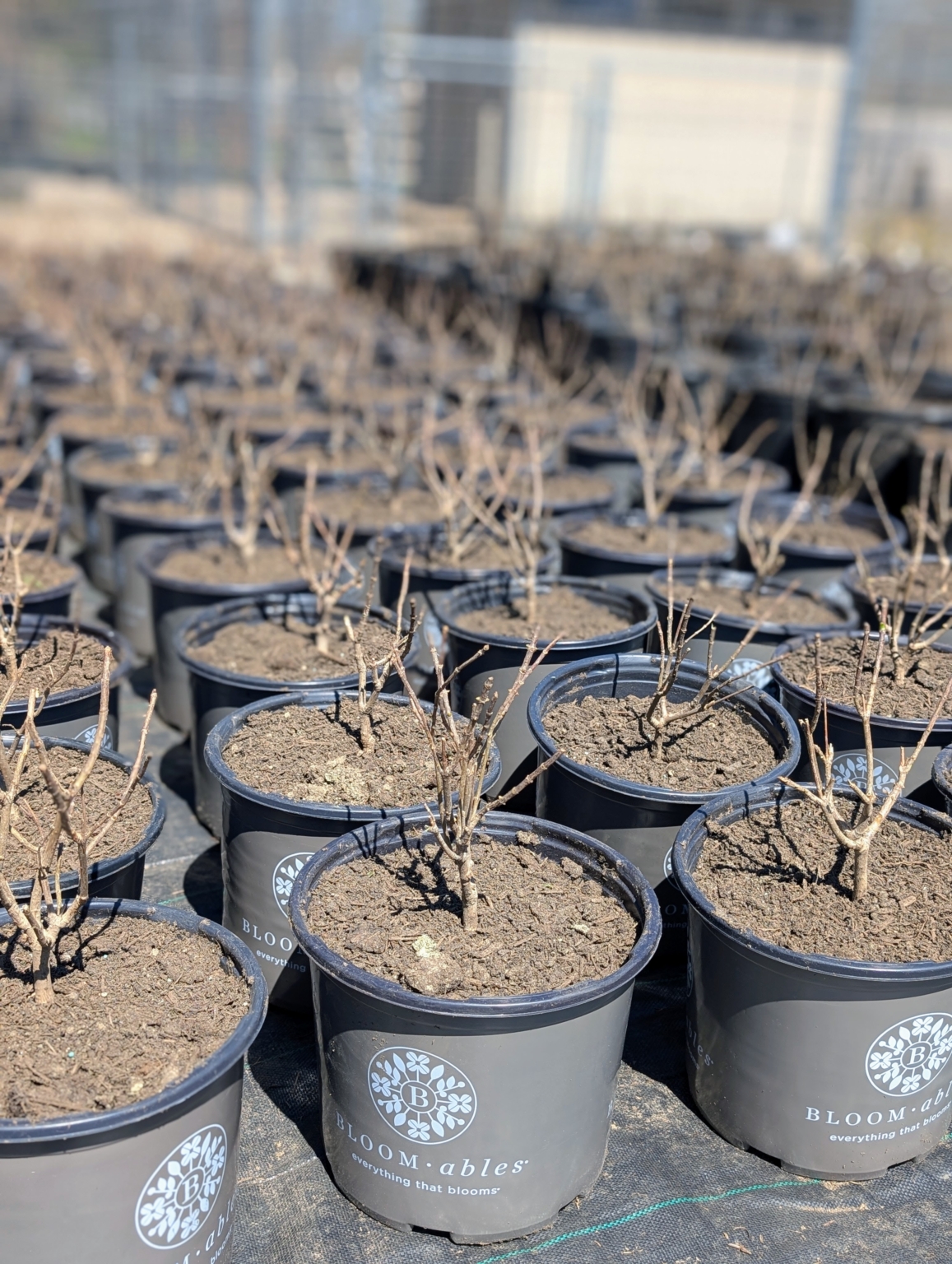 Potting Up Hundreds of Bare-Root Roses - The Martha Stewart Blog
