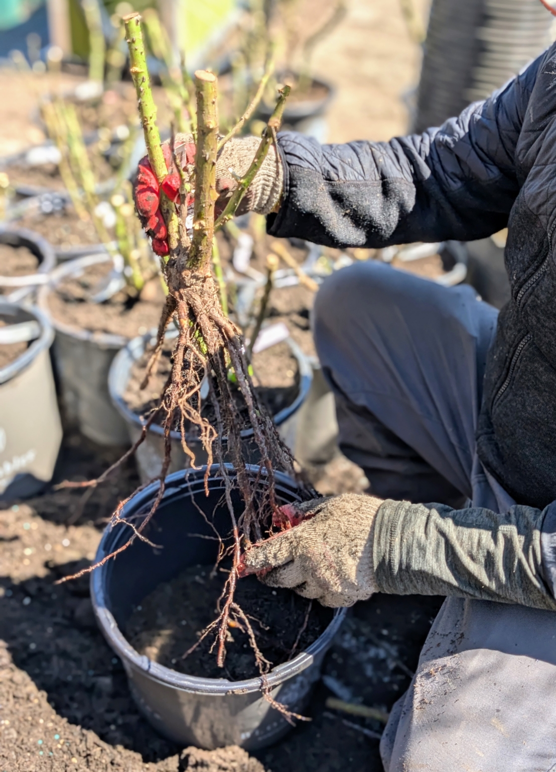 Potting Up Hundreds of Bare-Root Roses - The Martha Stewart Blog