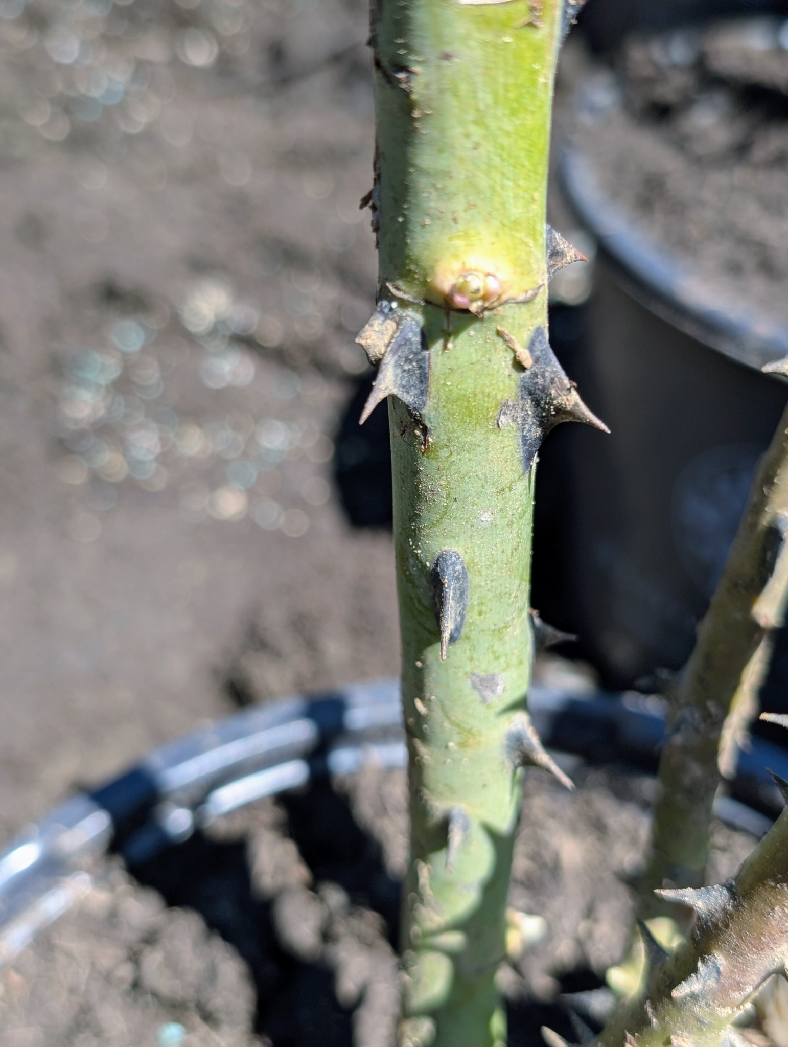 Potting Up Hundreds of Bare-Root Roses - The Martha Stewart Blog