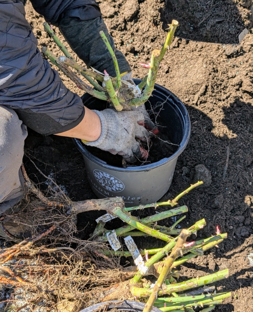Potting Up Hundreds of Bare-Root Roses - The Martha Stewart Blog