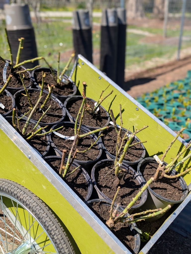 Potting Up Hundreds of Bare-Root Roses - The Martha Stewart Blog