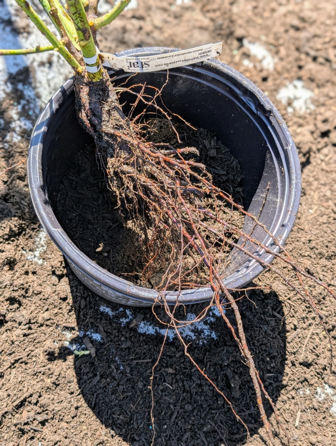 Potting Up Hundreds of Bare-Root Roses - The Martha Stewart Blog