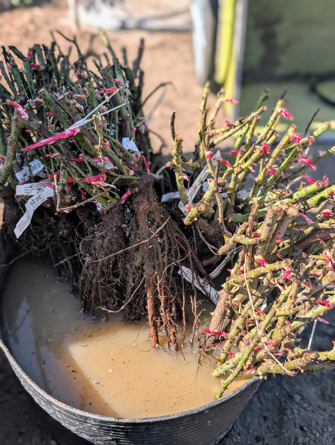 Potting Up Hundreds of Bare-Root Roses - The Martha Stewart Blog