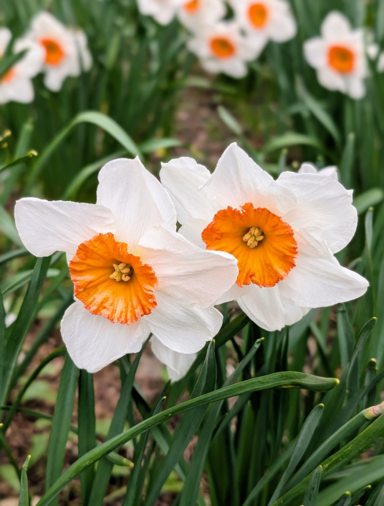 My Daffodils - The Martha Stewart Blog