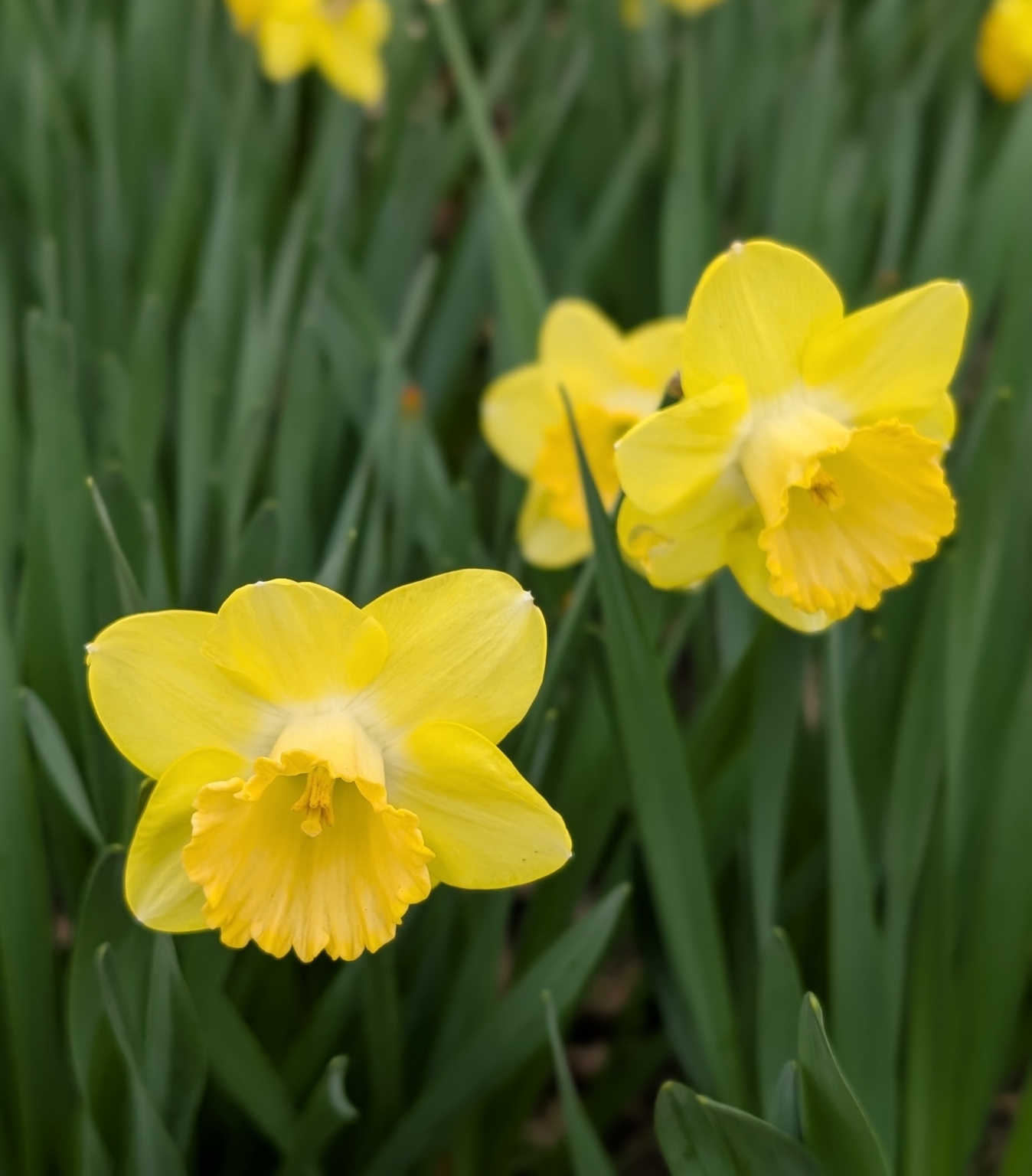 My Daffodils - The Martha Stewart Blog