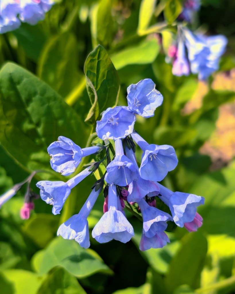 April Flowers - The Martha Stewart Blog