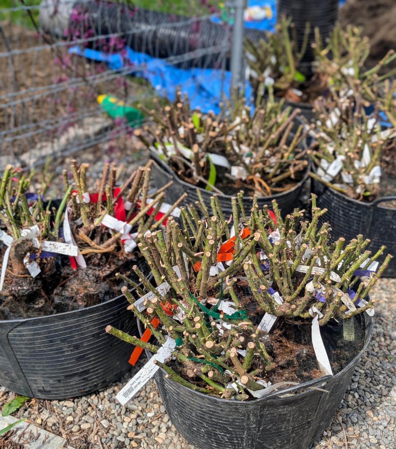 Potting Up More Roses - The Martha Stewart Blog