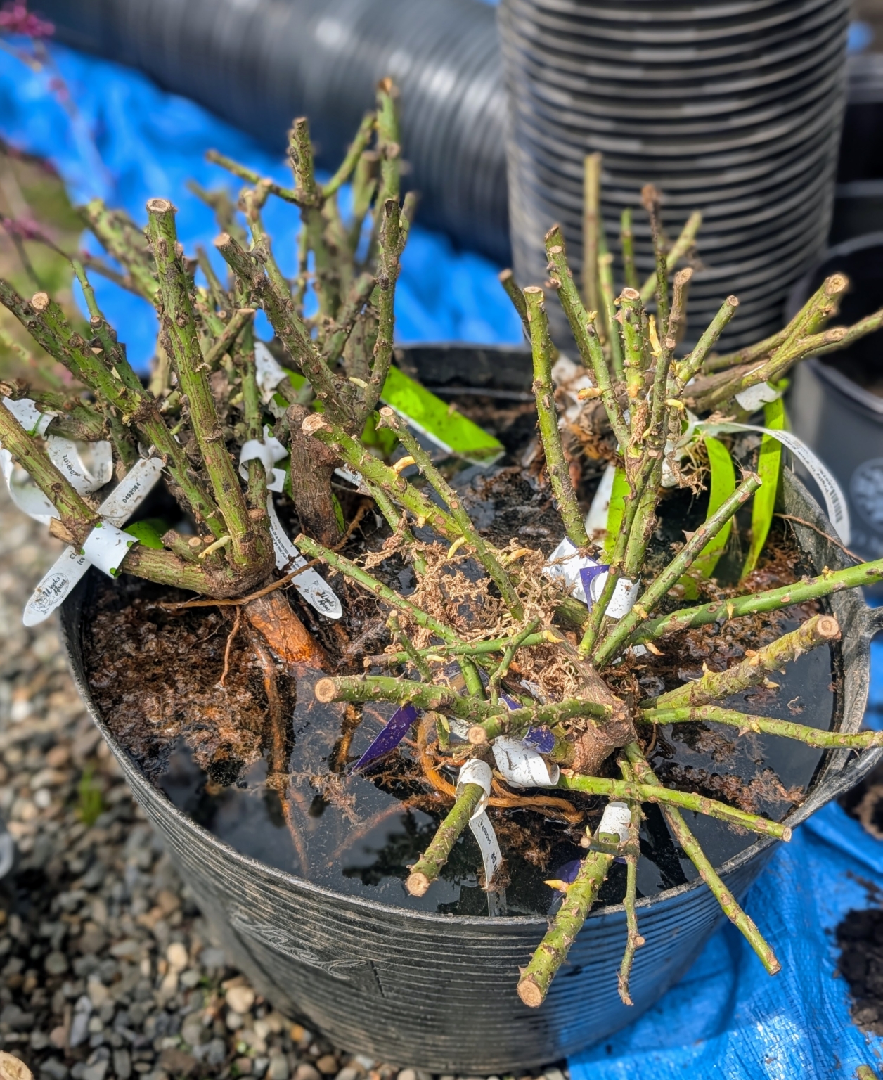 Potting Up More Roses - The Martha Stewart Blog