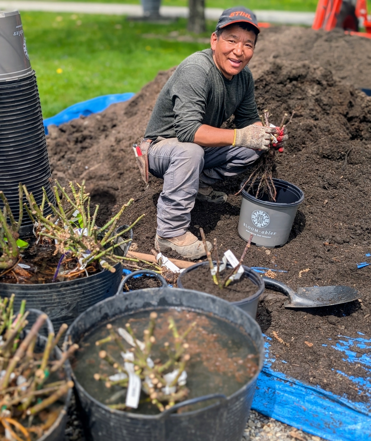 Potting Up More Roses - The Martha Stewart Blog