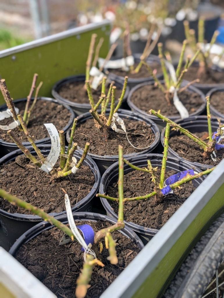 Potting Up More Roses - The Martha Stewart Blog