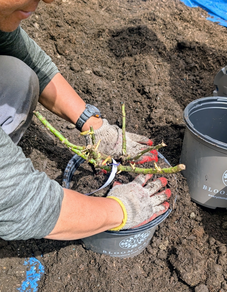 Potting Up More Roses - The Martha Stewart Blog