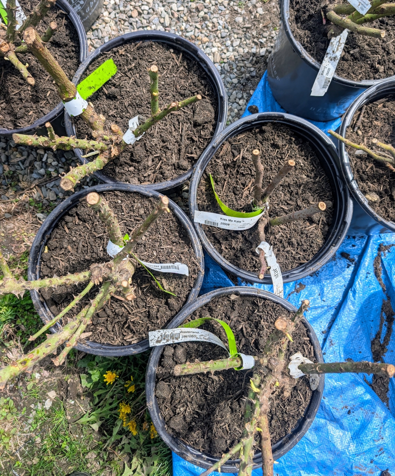 Potting Up More Roses - The Martha Stewart Blog