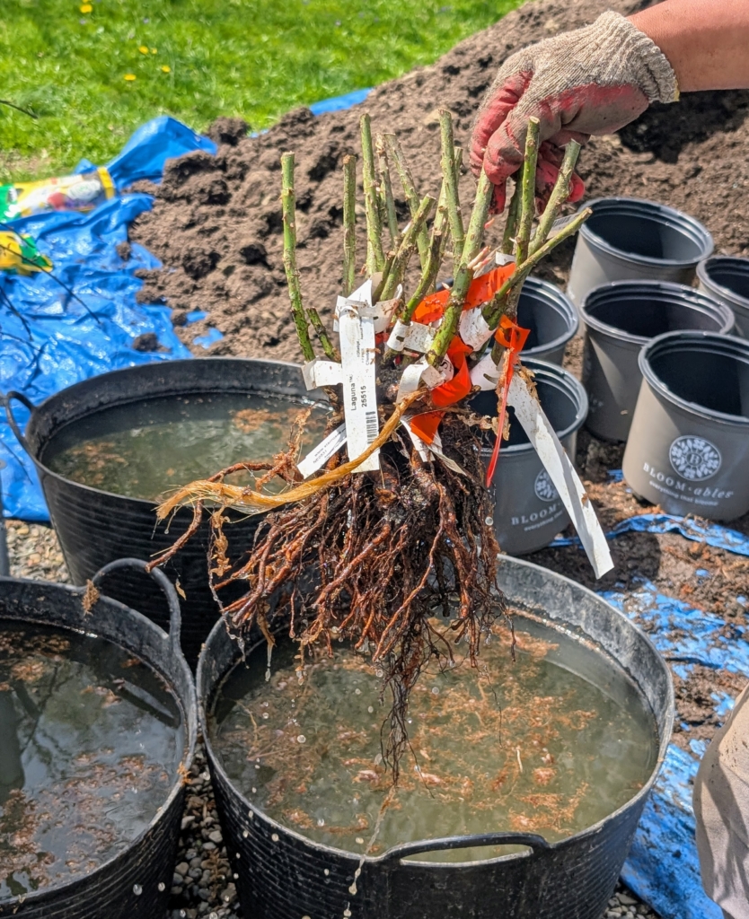 Potting Up More Roses - The Martha Stewart Blog