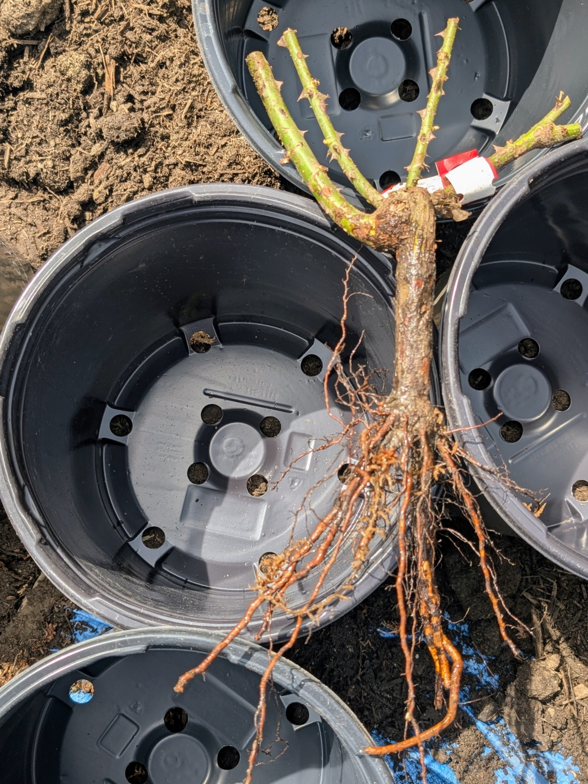 The Martha Stewart Blog : Blog Archive Potting Up More Roses - The ...