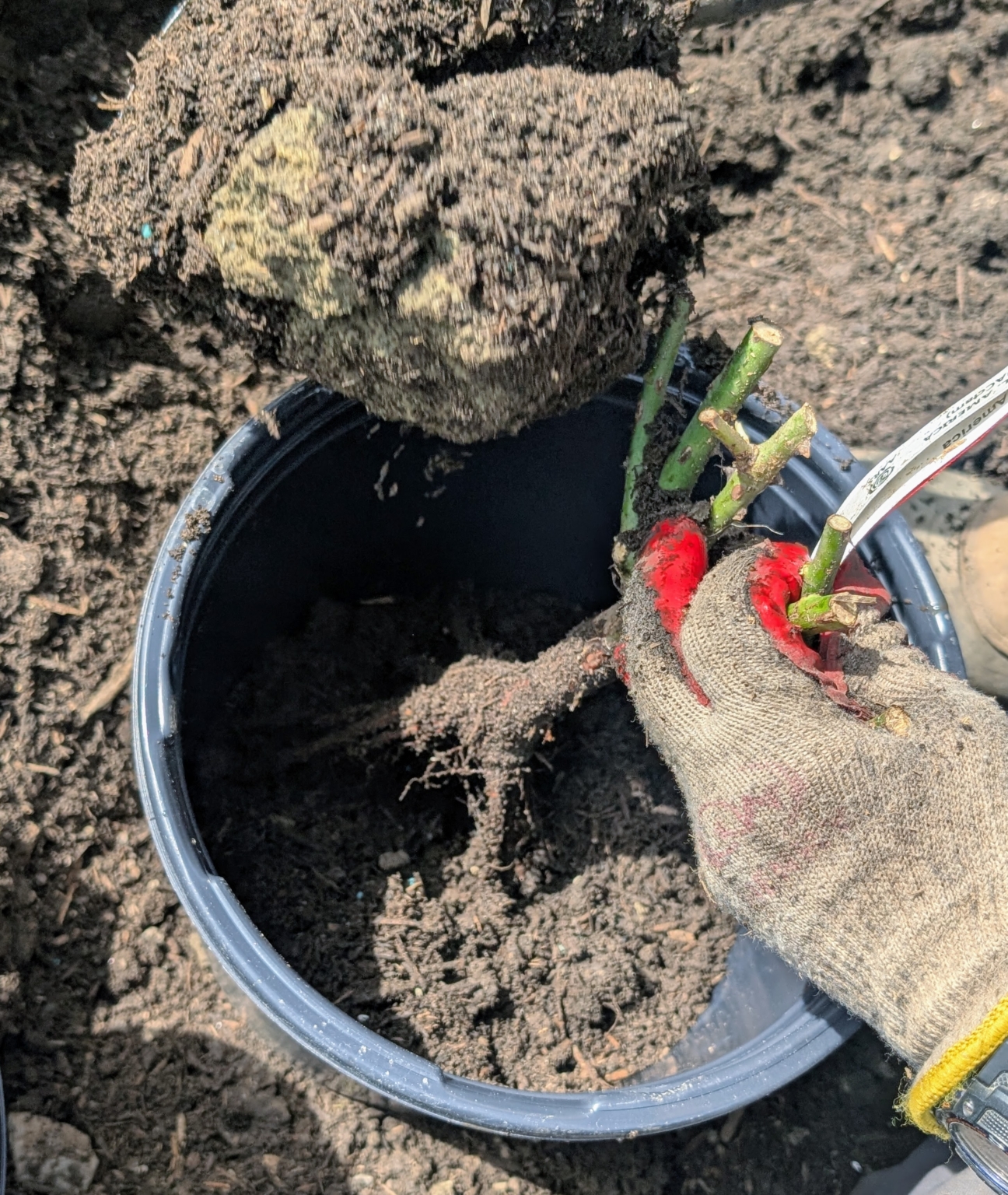 Potting Up More Roses - The Martha Stewart Blog