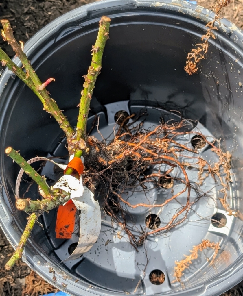 Potting Up More Roses - The Martha Stewart Blog