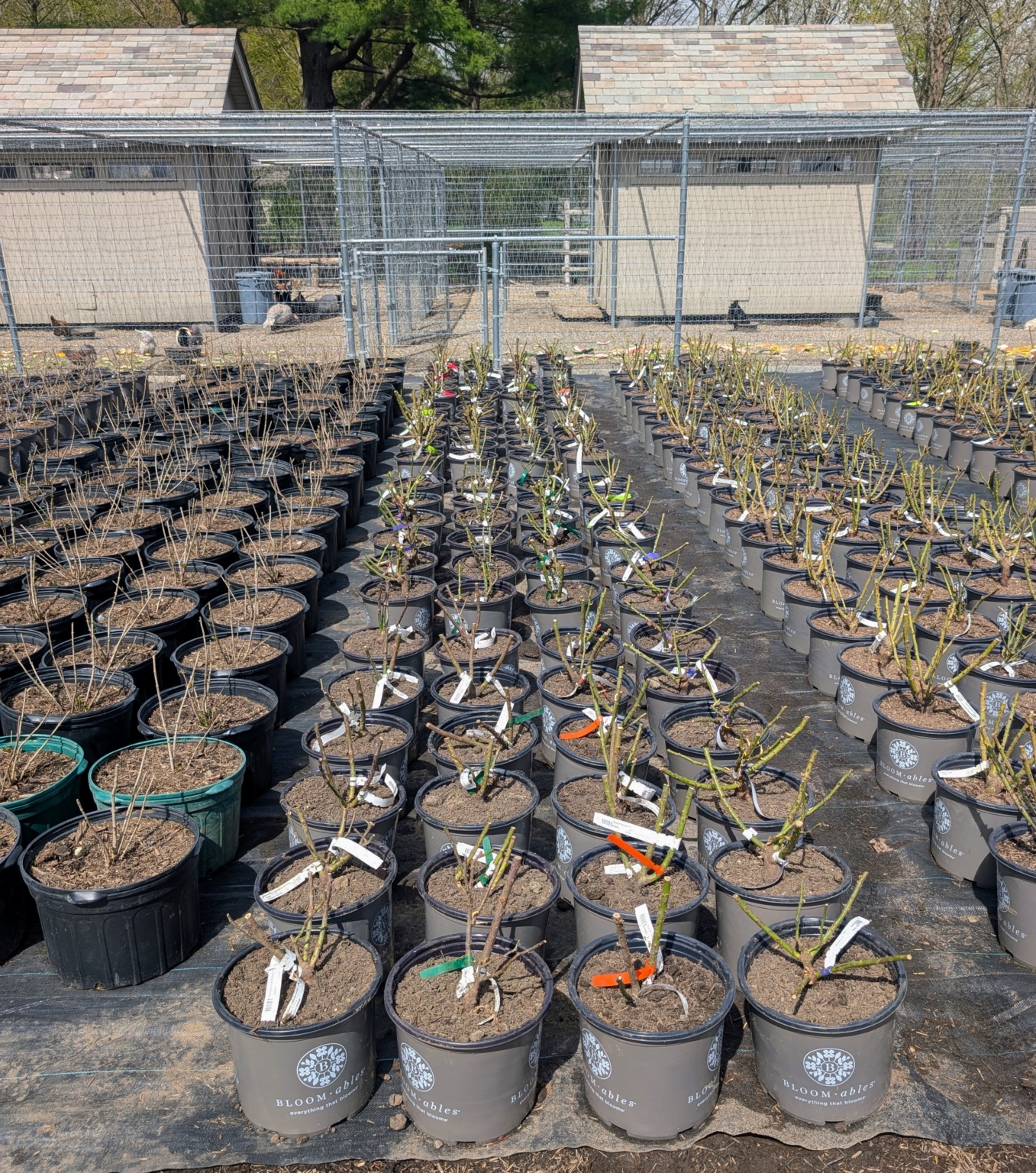 The Martha Stewart Blog : Blog Archive Potting Up More Roses - The ...