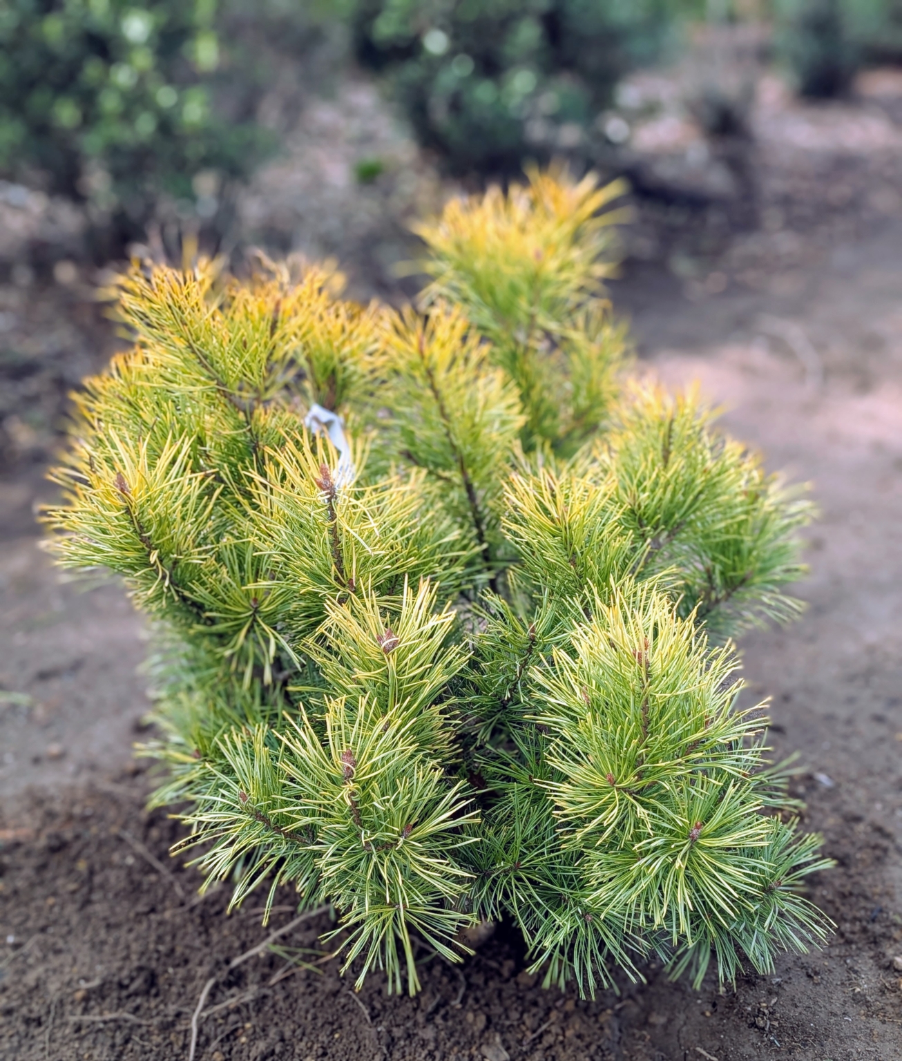 Adding Evergreens to My Pinetum - The Martha Stewart Blog