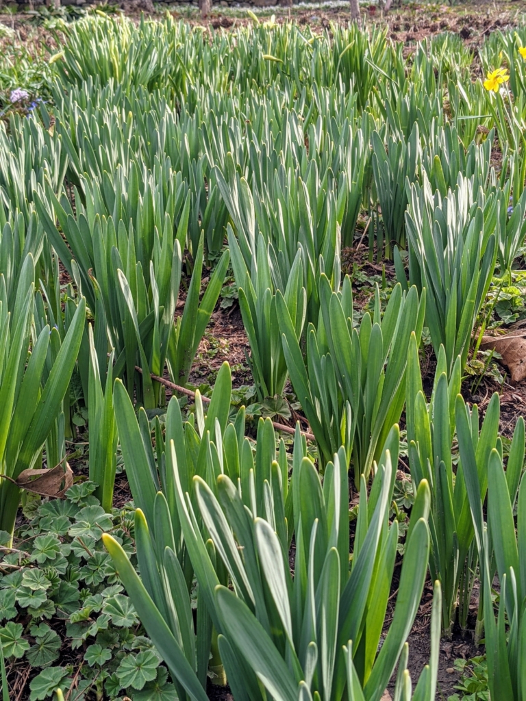 Naturalizing Spring Blooms - The Martha Stewart Blog