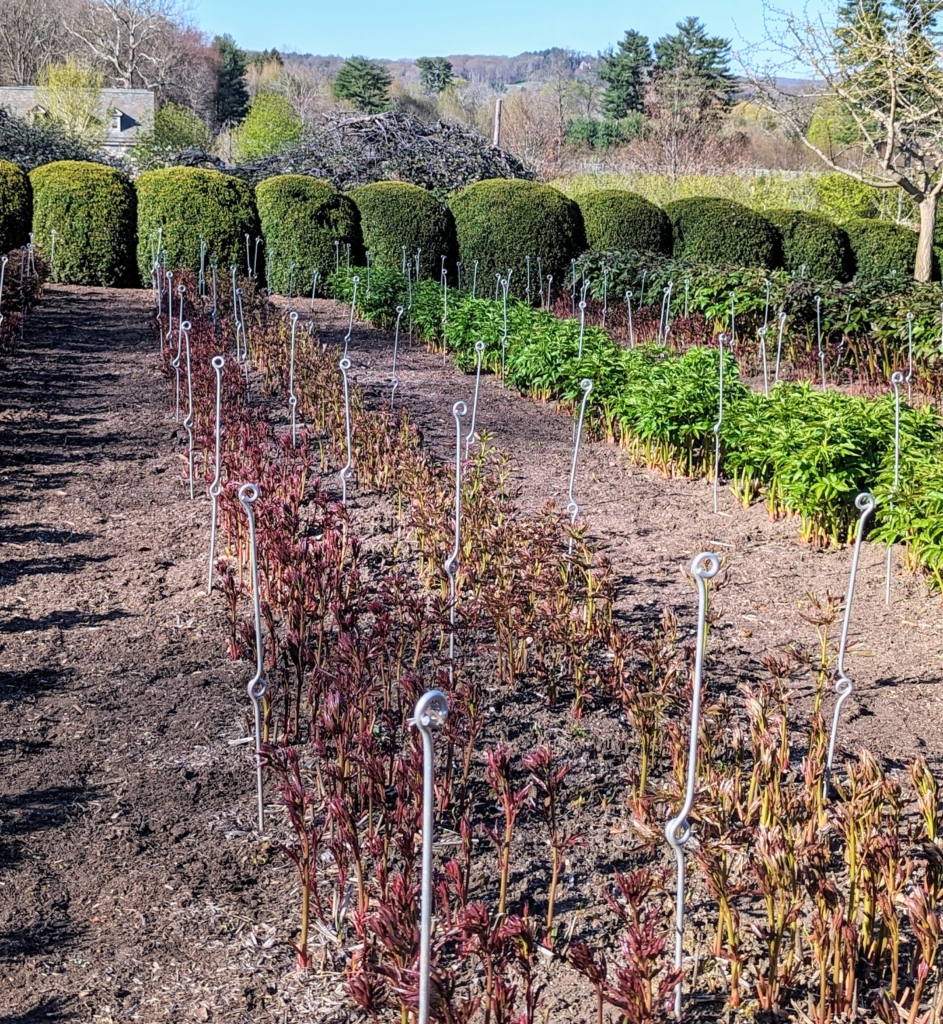 Staking the Herbaceous Peonies - The Martha Stewart Blog