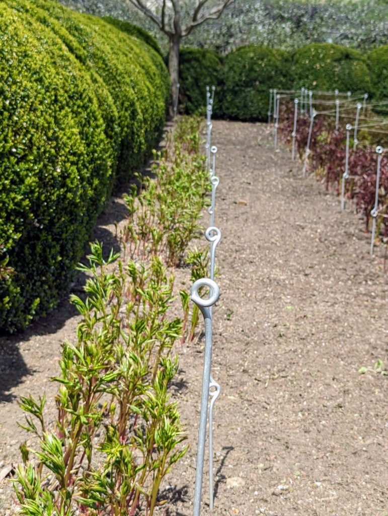 Staking the Herbaceous Peonies - The Martha Stewart Blog