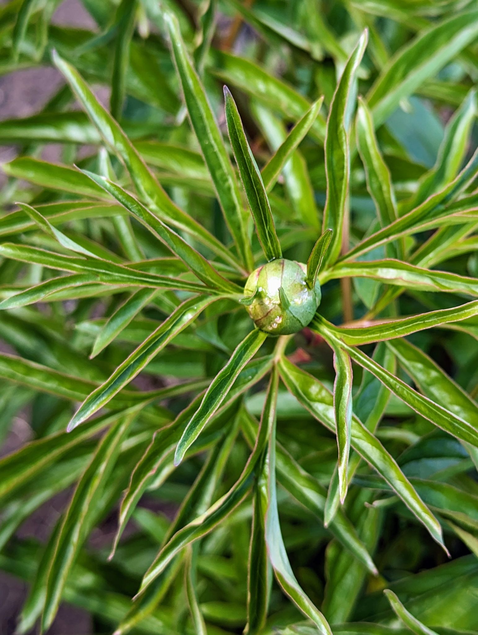 Staking the Herbaceous Peonies - The Martha Stewart Blog