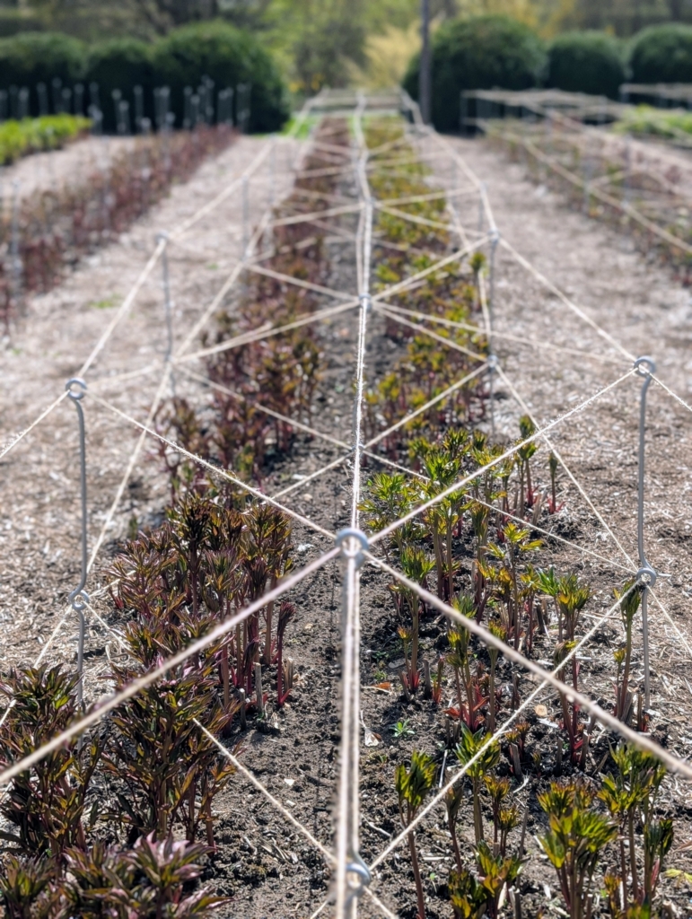 Staking the Herbaceous Peonies - The Martha Stewart Blog