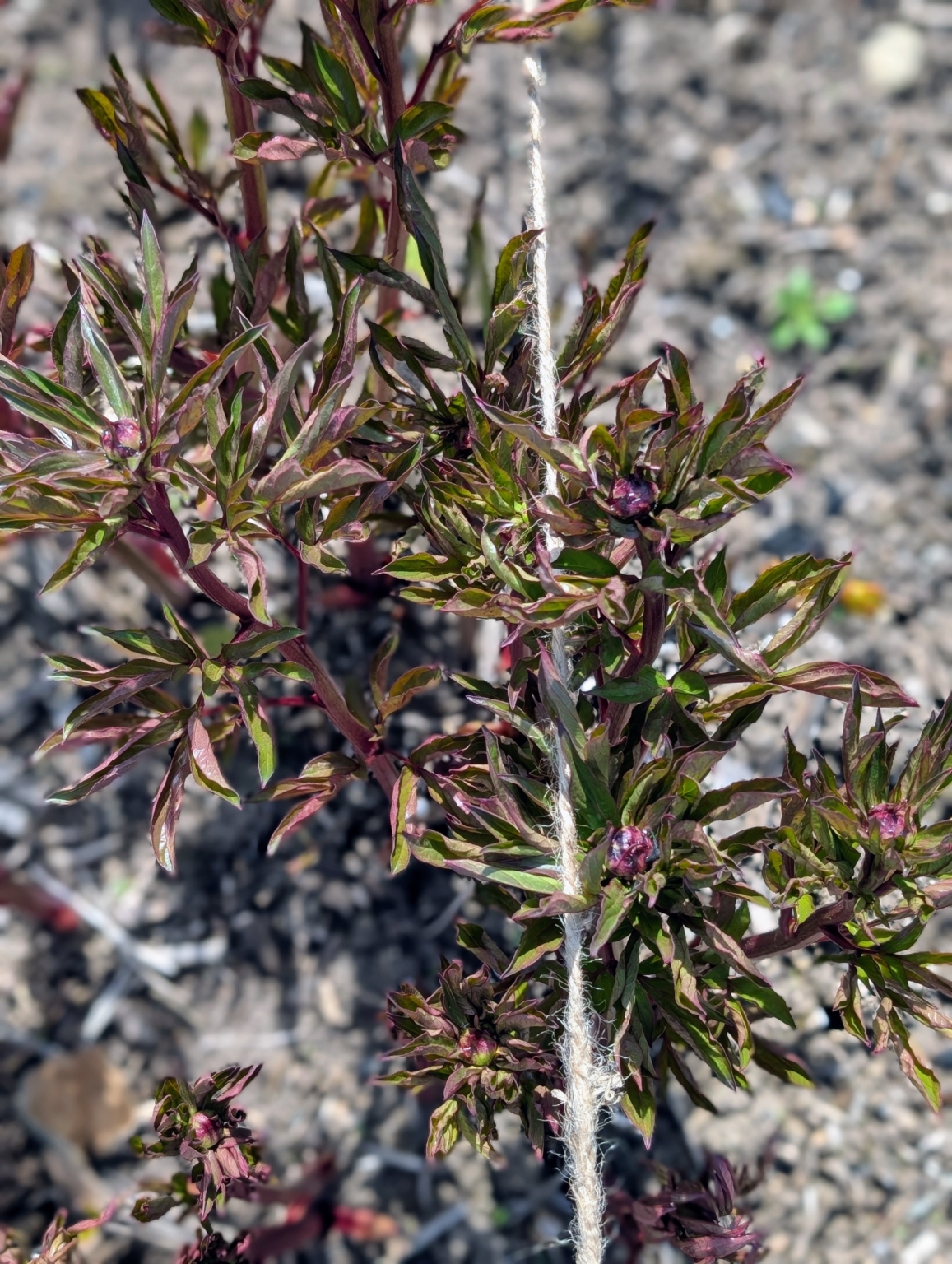 Staking the Herbaceous Peonies - The Martha Stewart Blog