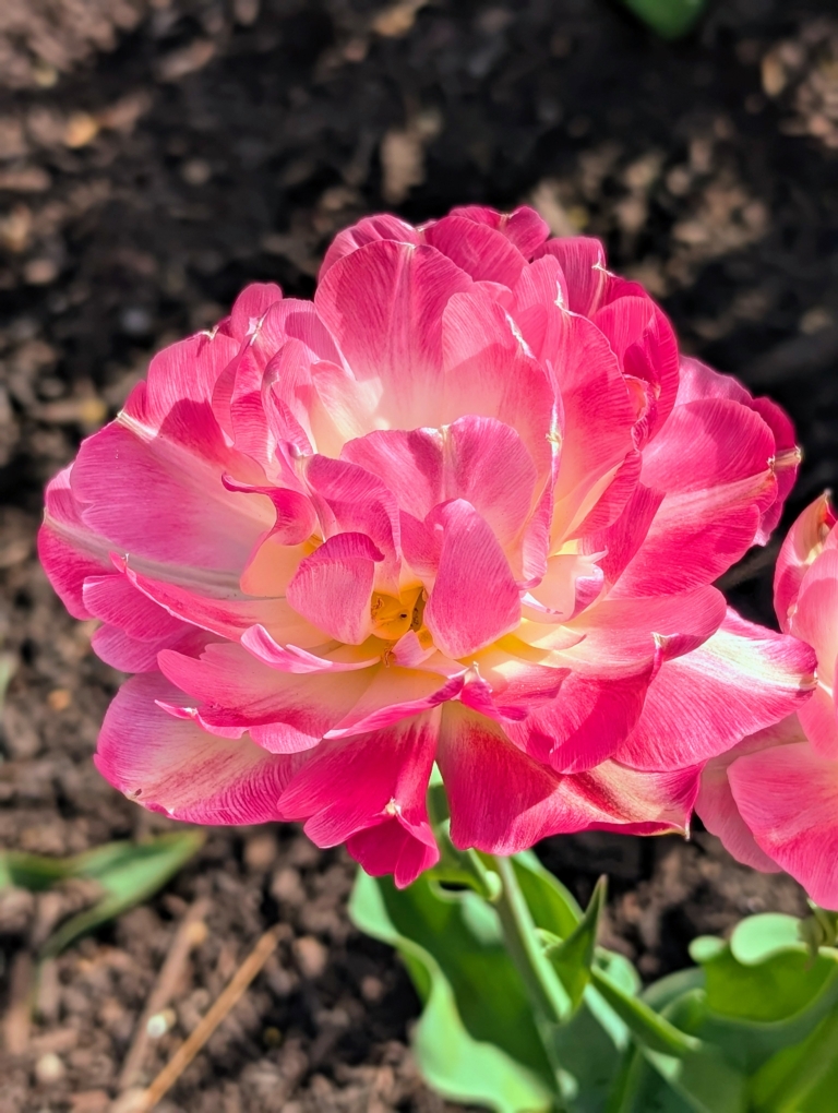 Tulips in My Garden - The Martha Stewart Blog