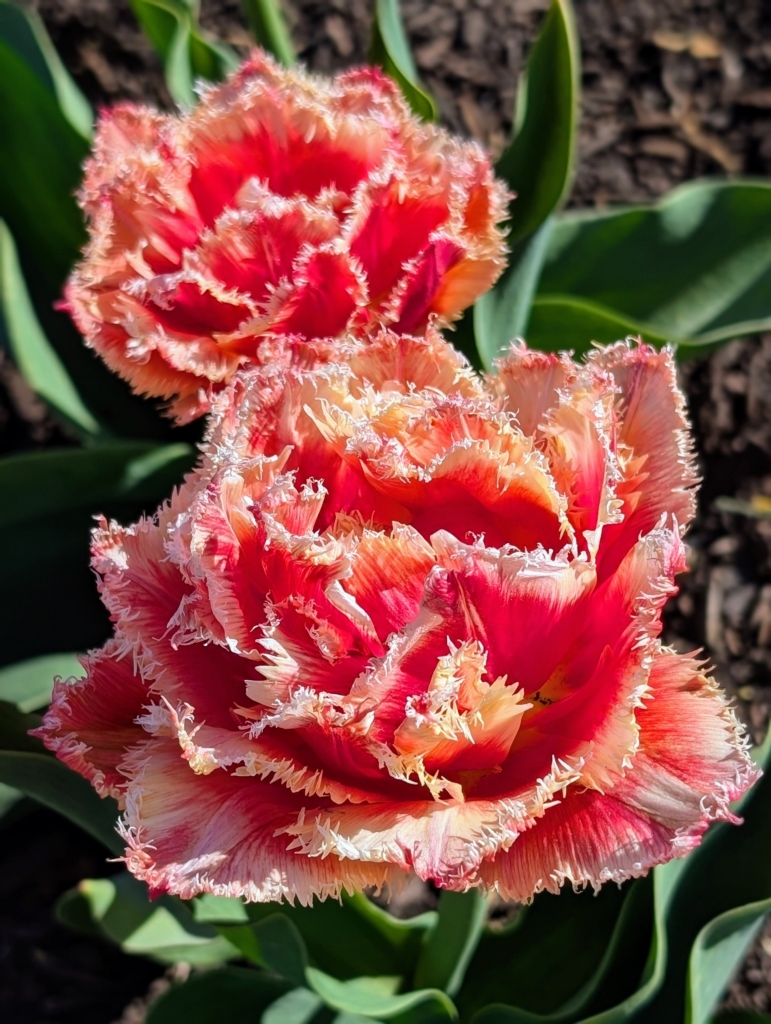 Tulips in My Garden - The Martha Stewart Blog