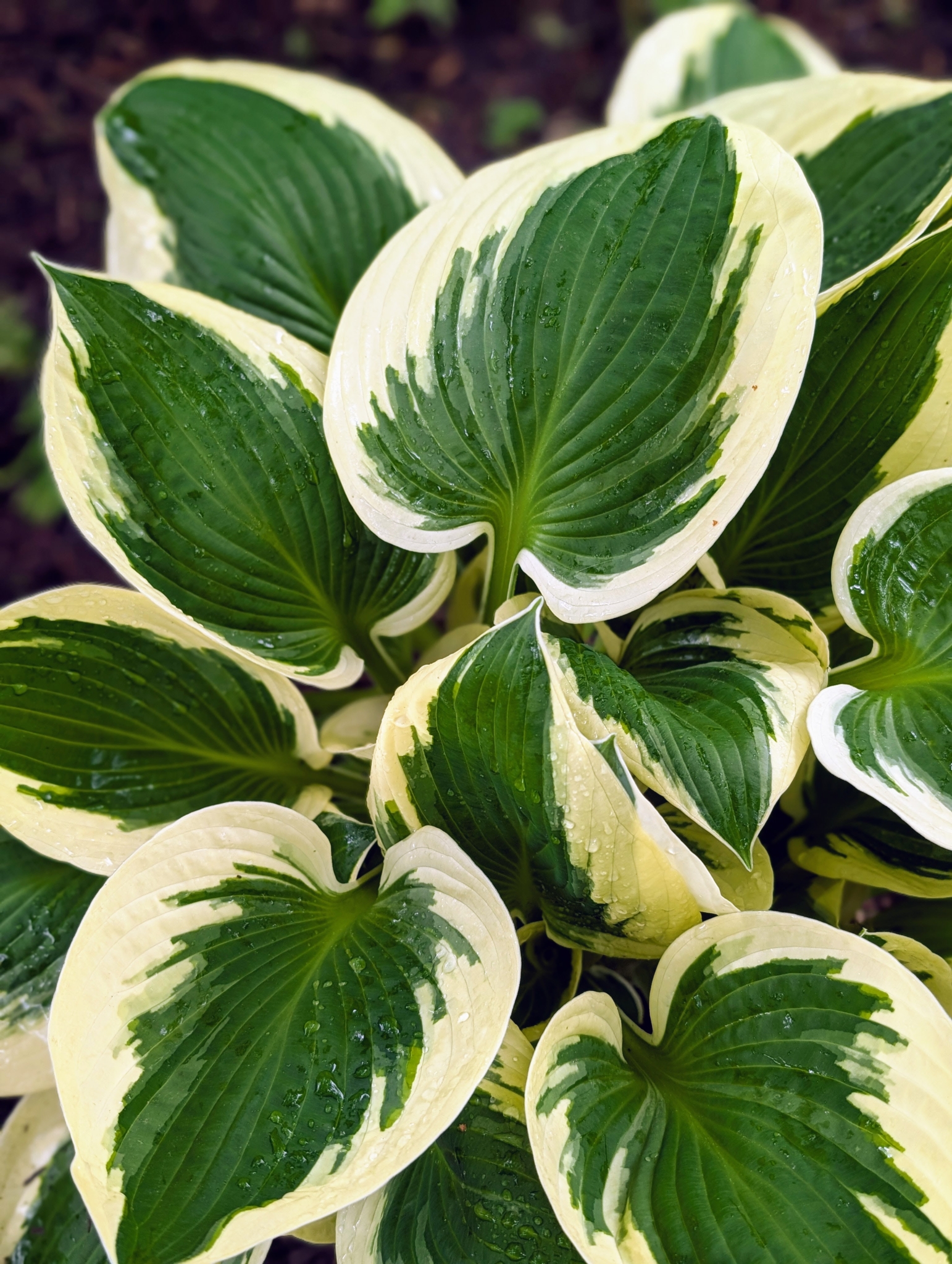 My Hosta Garden - The Martha Stewart Blog