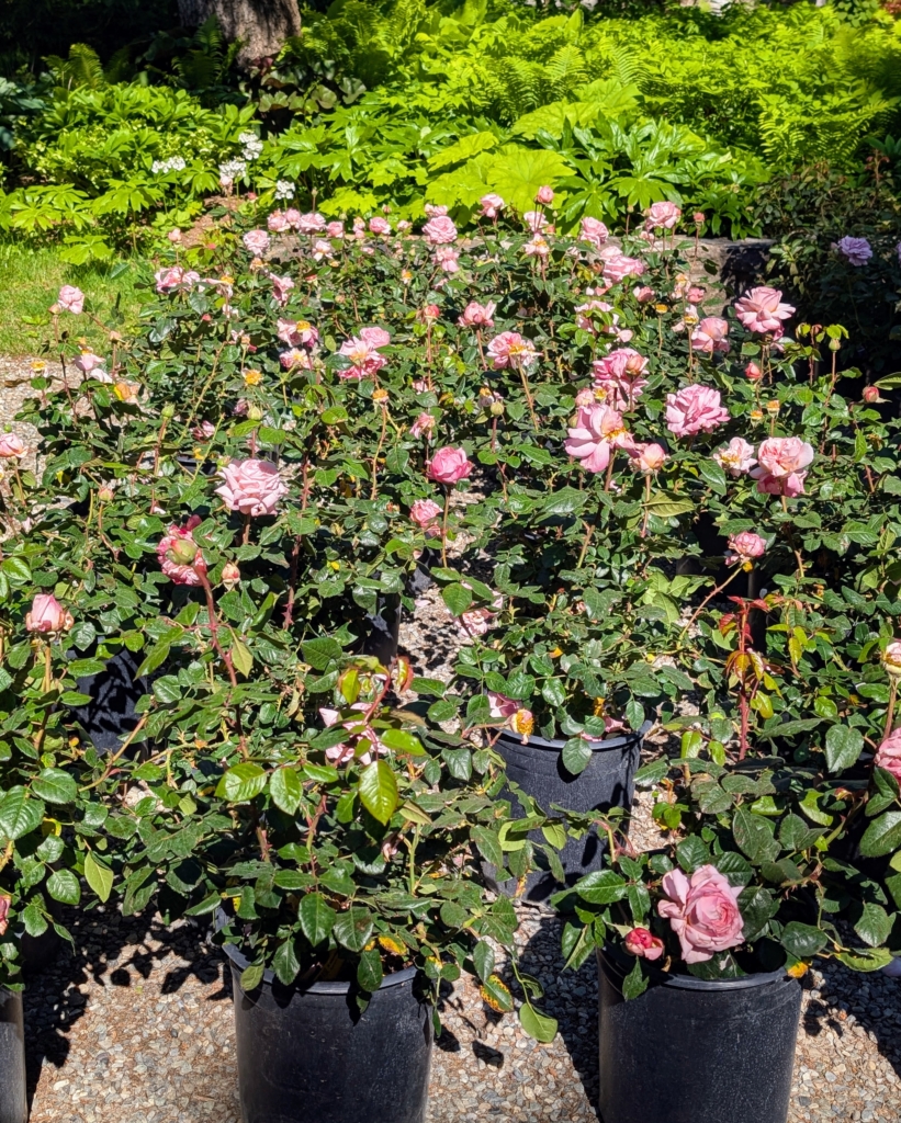 Planting Martha Stewart Hybrid Tea Roses - The Martha Stewart Blog