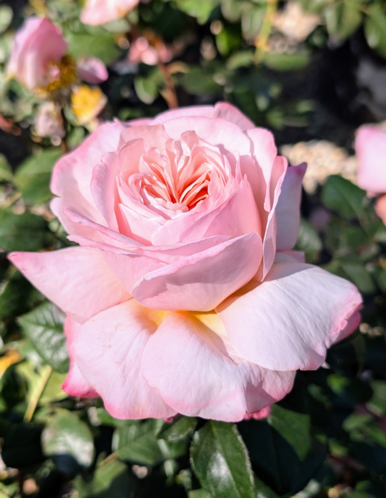 Planting Martha Stewart Hybrid Tea Roses - The Martha Stewart Blog