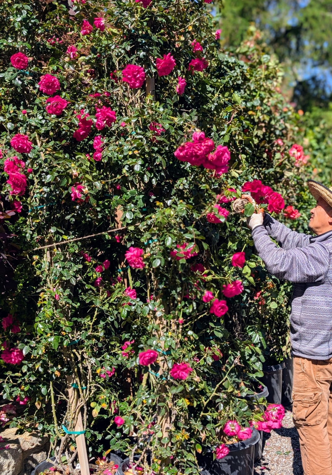 Planting Martha Stewart Hybrid Tea Roses - The Martha Stewart Blog
