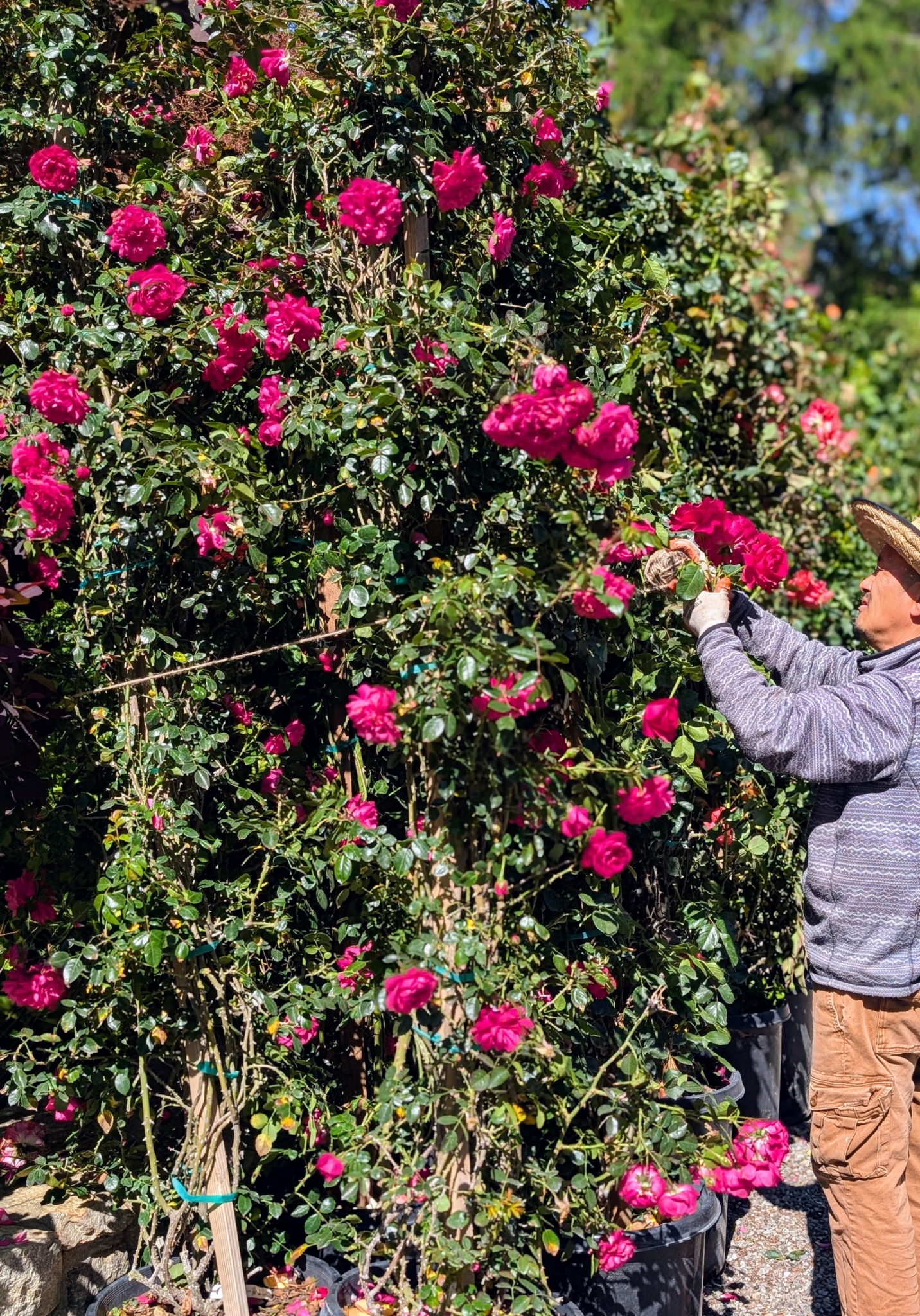 Planting Martha Stewart Hybrid Tea Roses - The Martha Stewart Blog