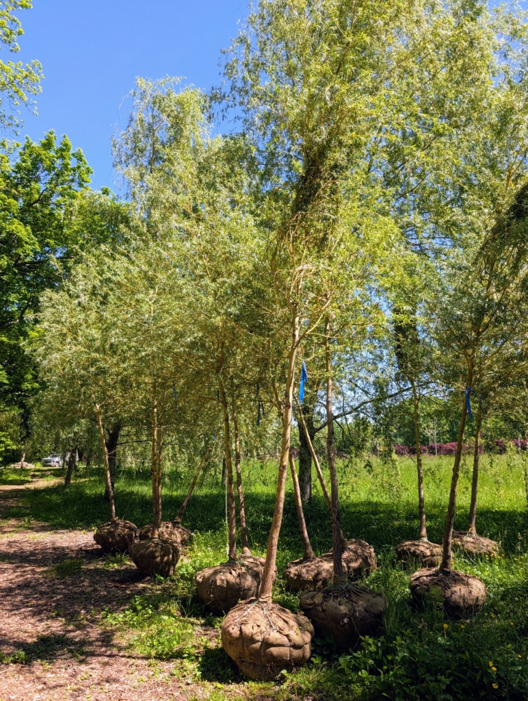 Planting Weeping Willows - The Martha Stewart Blog
