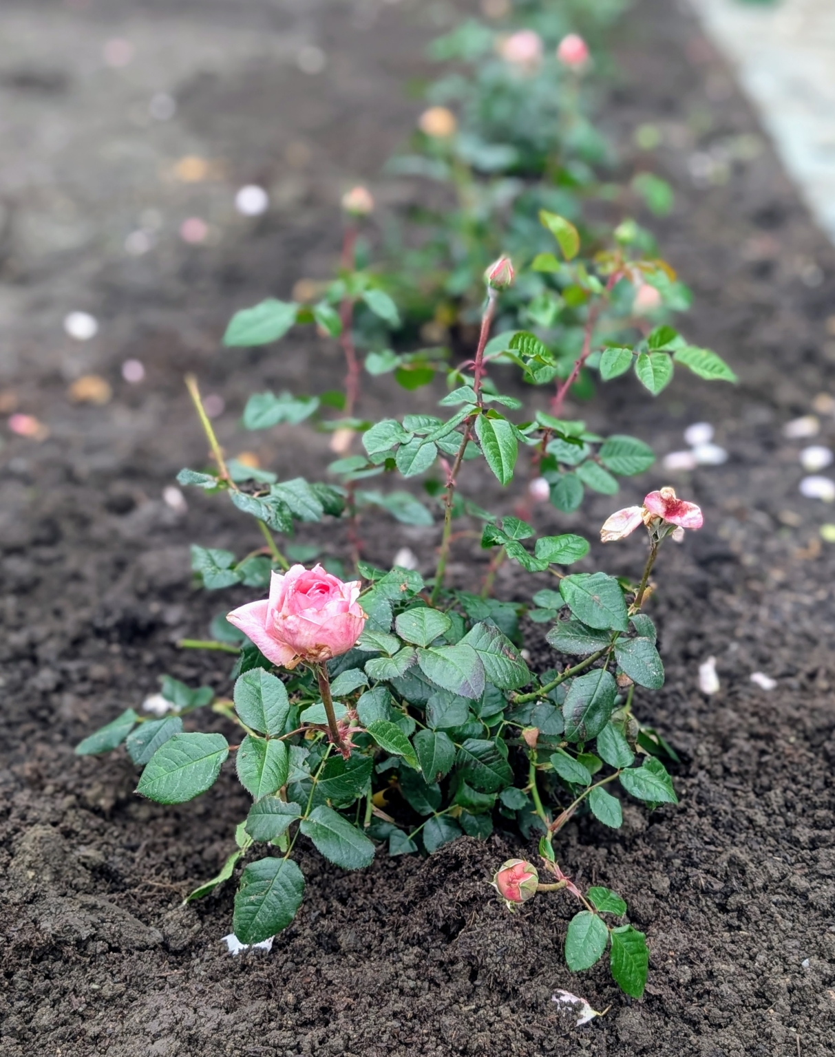 Planting Martha Stewart Hybrid Tea Roses - The Martha Stewart Blog