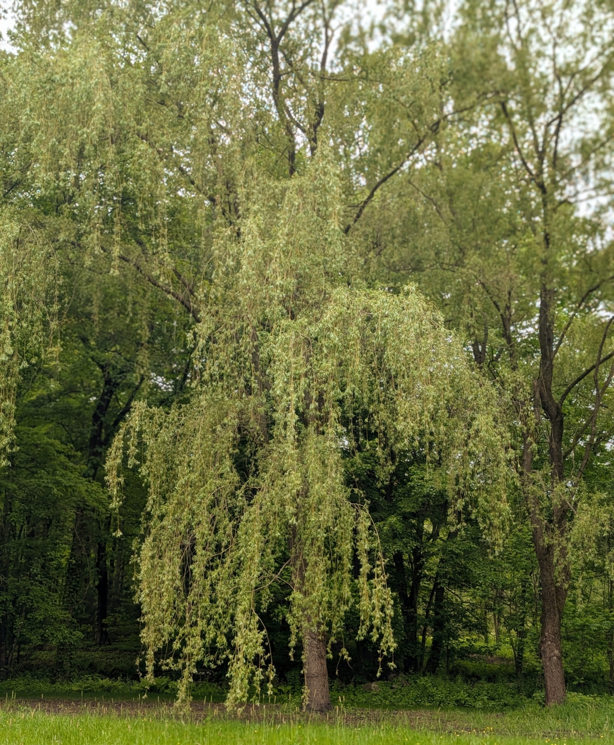 Planting Weeping Willows - The Martha Stewart Blog