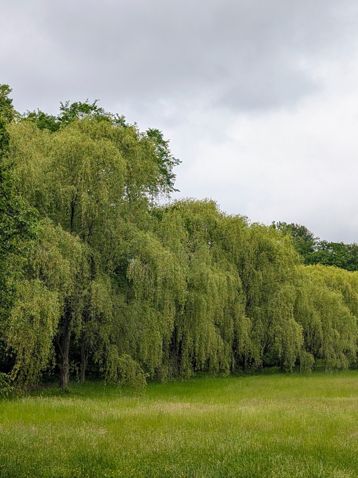Planting Weeping Willows - The Martha Stewart Blog