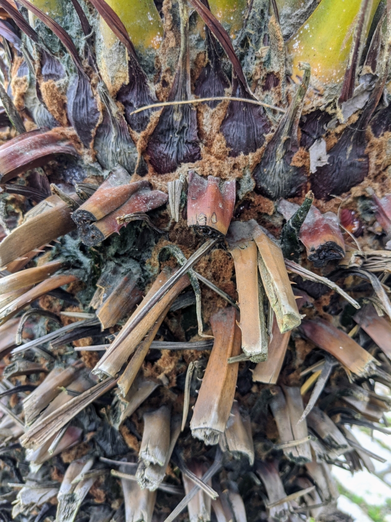 Sago Palms Outside My Stable - The Martha Stewart Blog