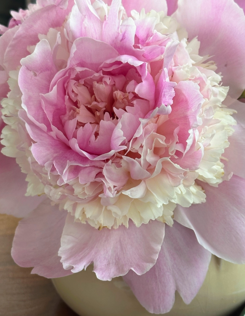 Photos Taken by My Devoted Fans at My Farm - The Martha Stewart Blog